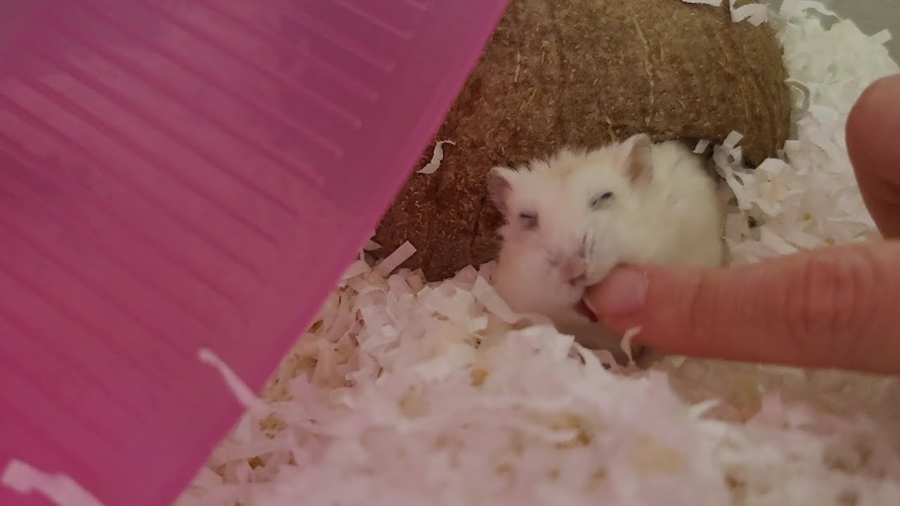 손가락 먹는 햄스터 Hamster Youtube