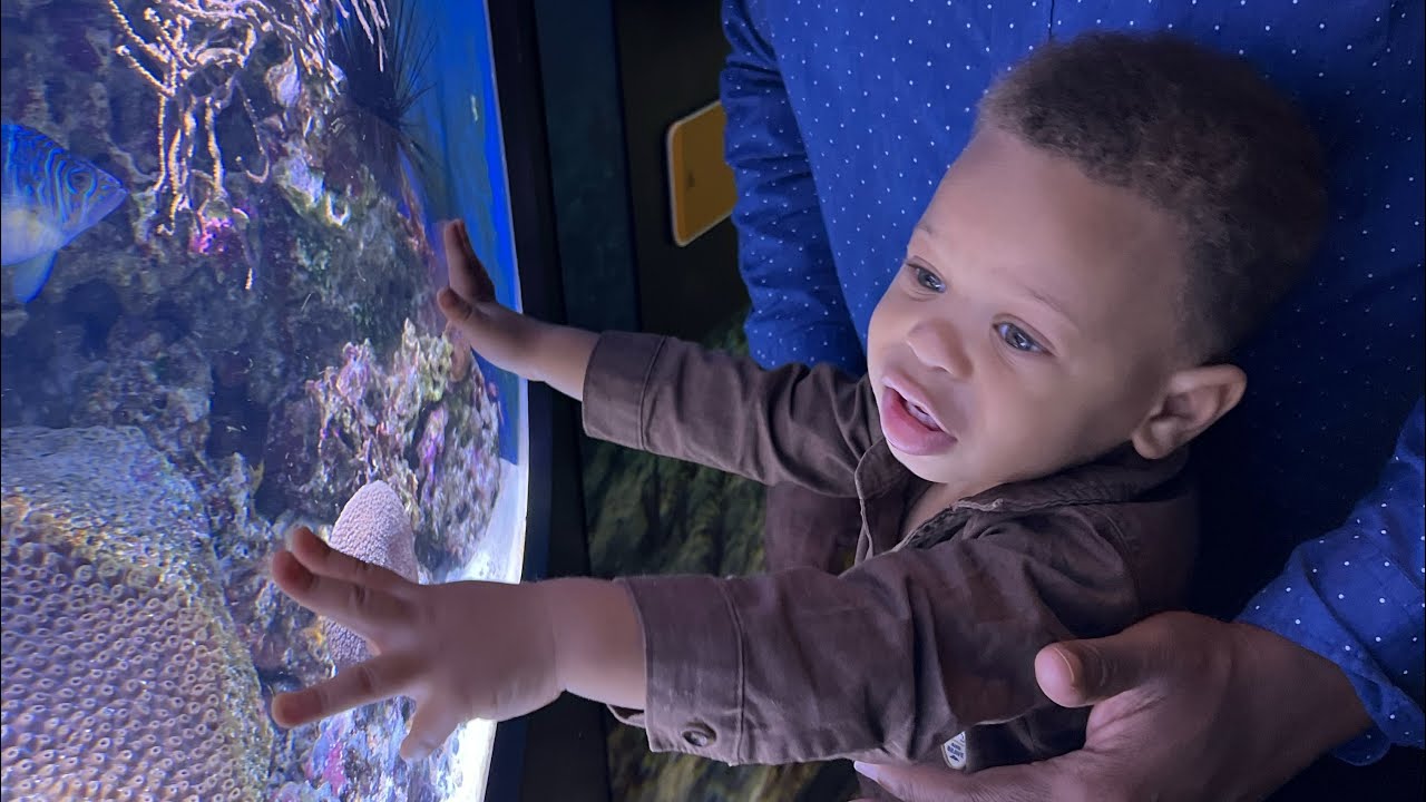 Life With The Doyley's | Mote Aquarium | Family Fun Day - YouTube