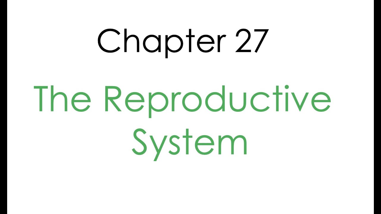 anatomy chapter 27 ~ reproductive system - YouTube