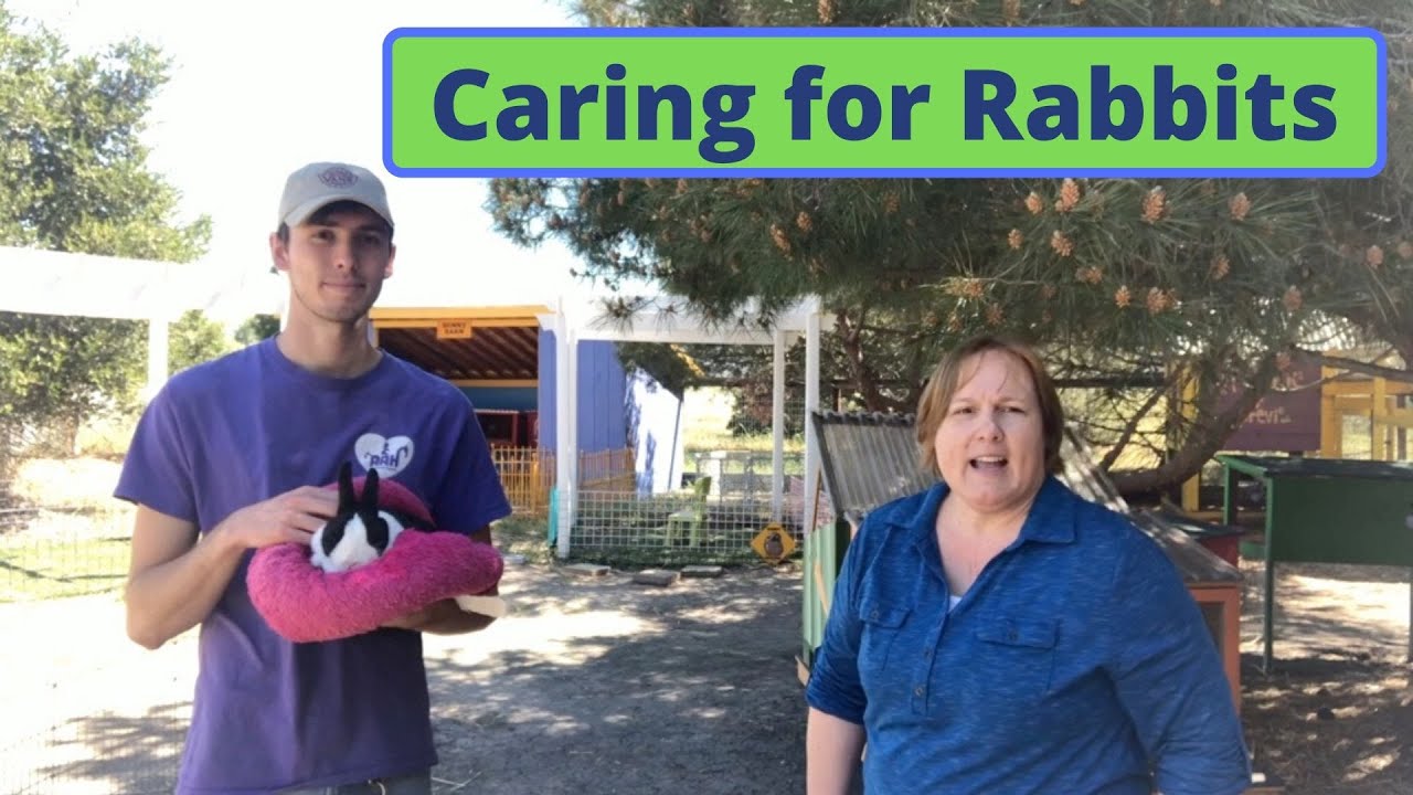 Let's Learn About Ranch Animals - Video Series (3/11) | Caring for ...