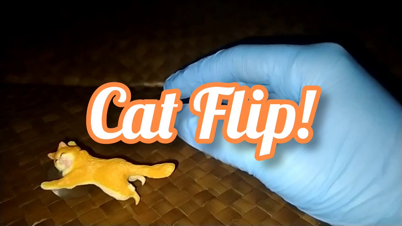 Cat Flip! - YouTube