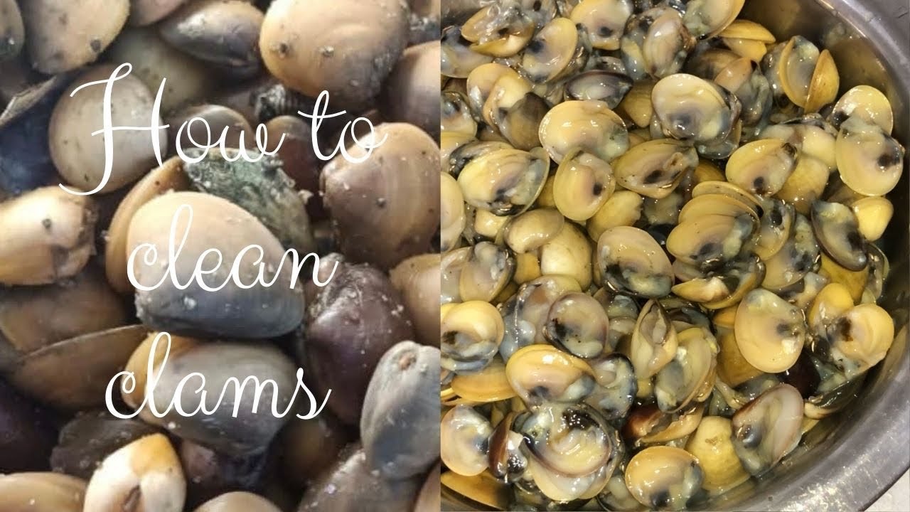 How to clean clams | Marwai | open it without using knife | shellfish ...