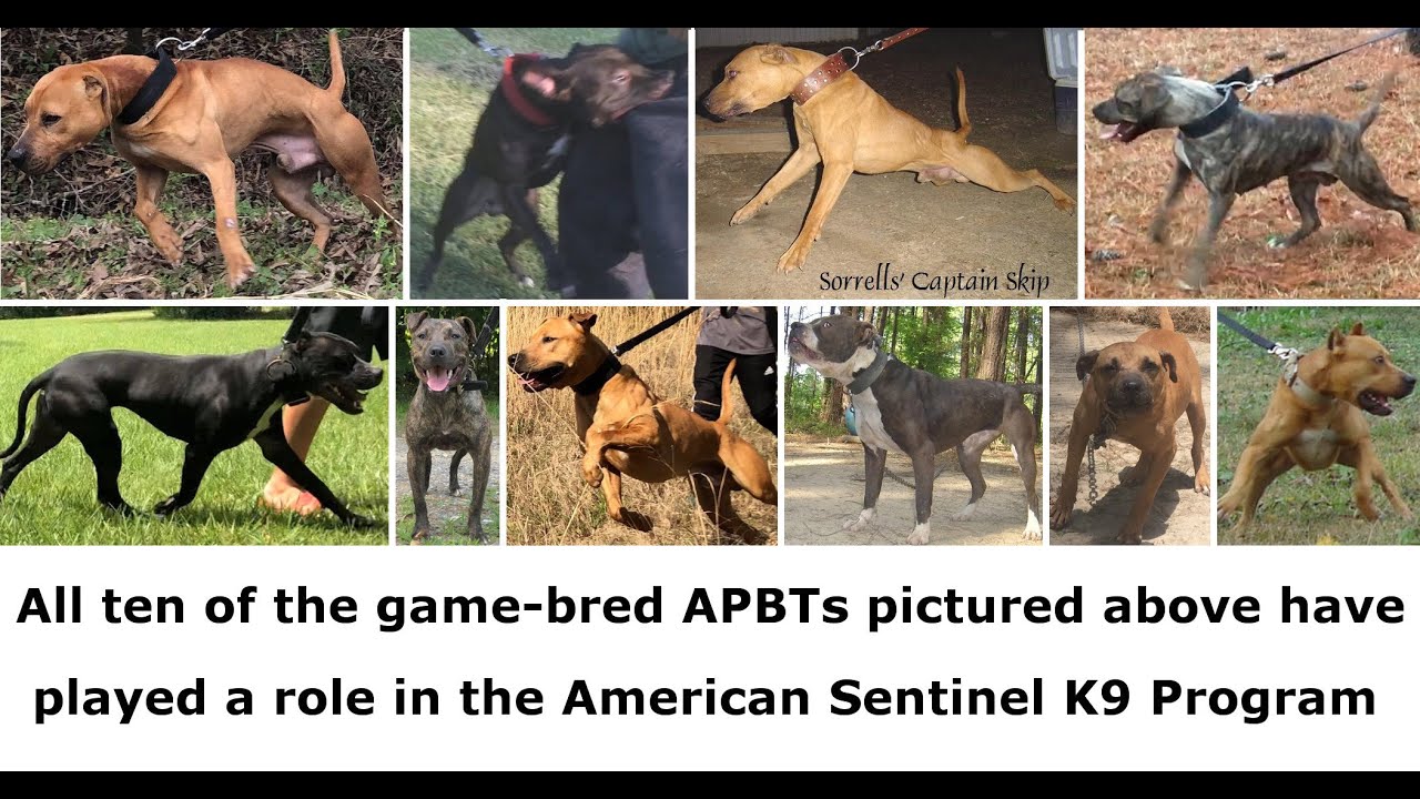 Creating Game Bred Bandogs - Ep#207 - YouTube