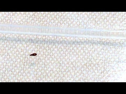 How To Kill Plaster Beetles
