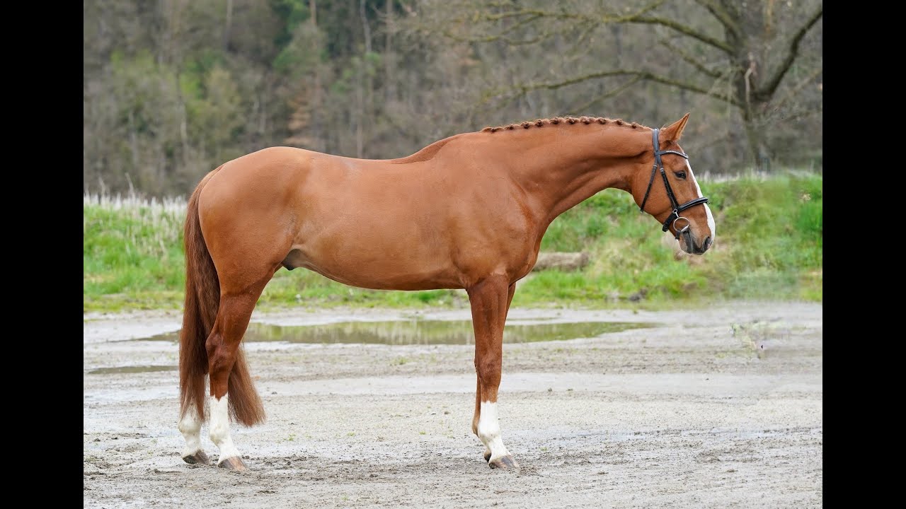 FOR SALE - ATTRACTIVE - 2018 BWP gelding for show hunter or equitation ...