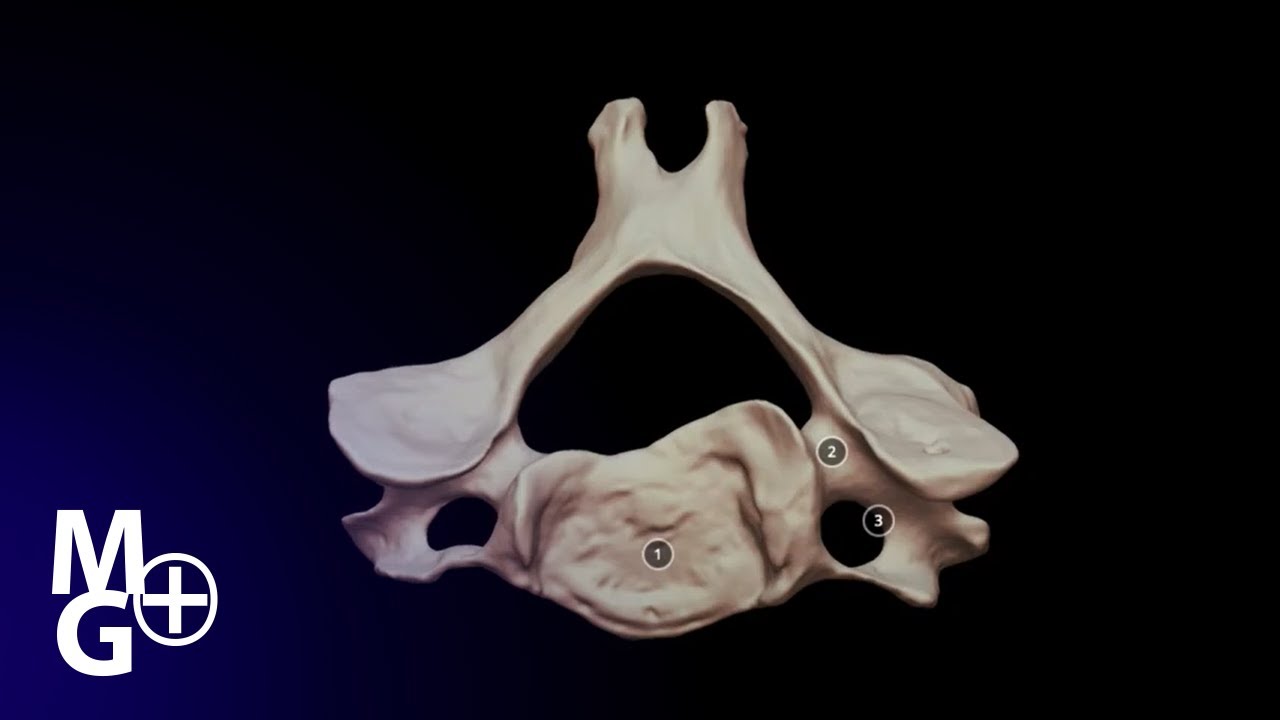 Vertebra C4 (Prezentare 3D- Anatomie) - YouTube