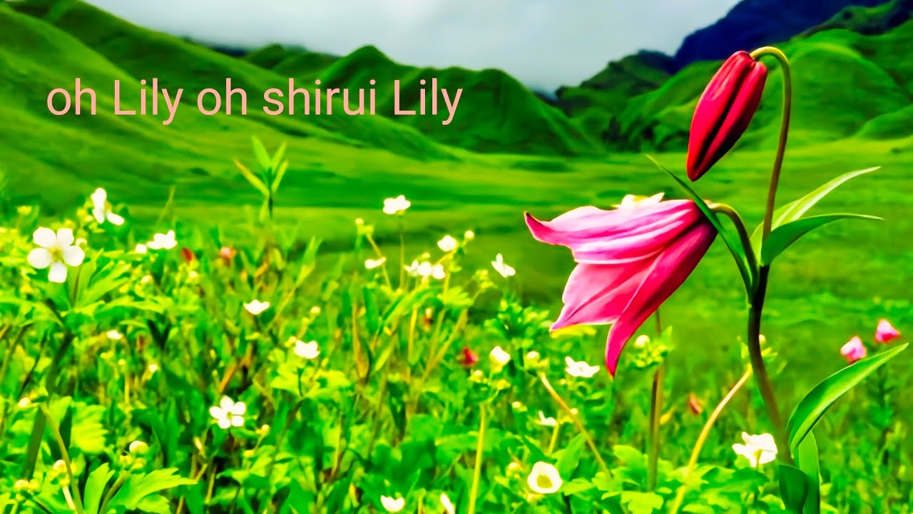 Oh...Lily...Oh..shirui Lily [composed by: ahson c. Vocal by: Ai female ...