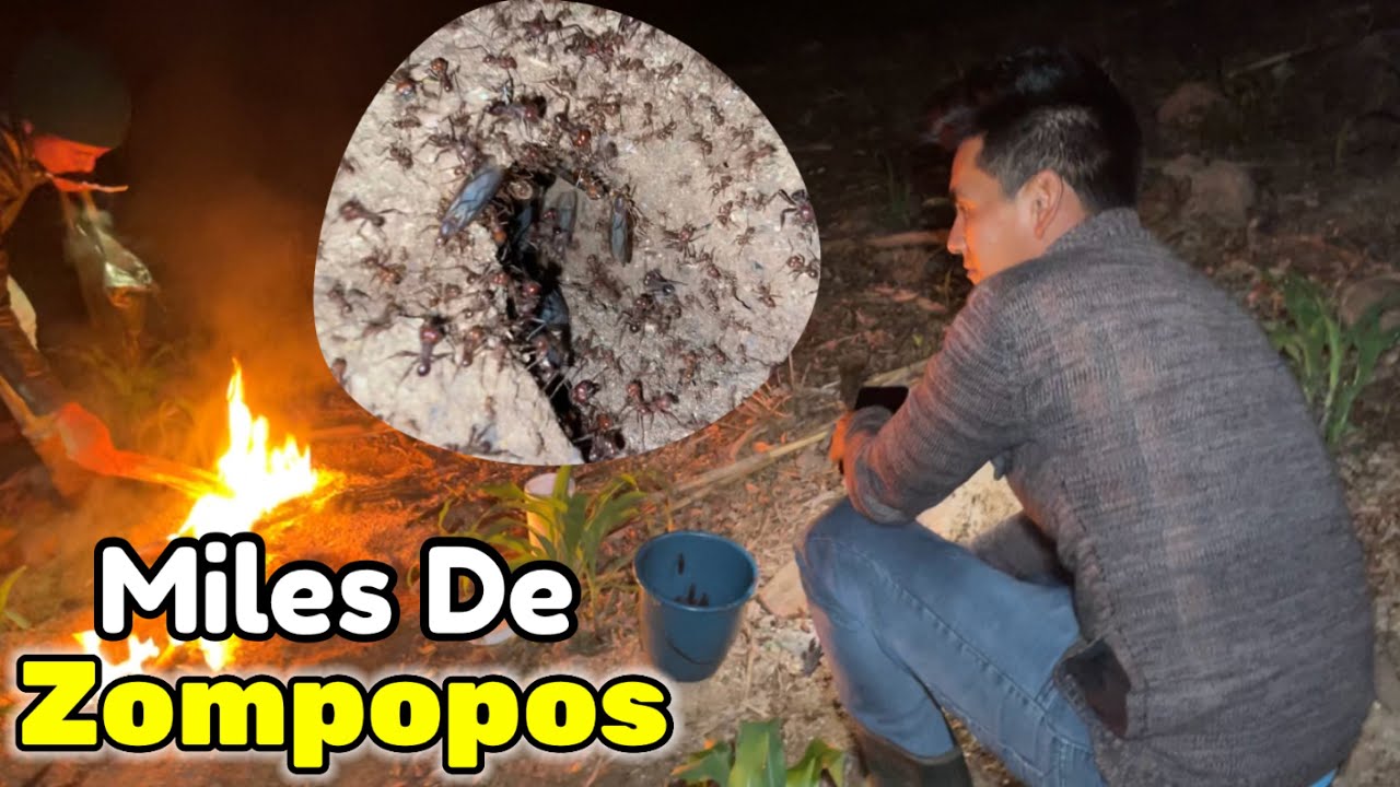 Agarrando Zompopos En Una Fría y Lluviosa Noche / Tradición De Nuestro ...