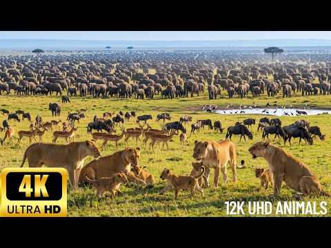 African Savannah 4K | Peaceful Wildlife Journey - 4K Ultra HD, Safari Life, Nature 4K
