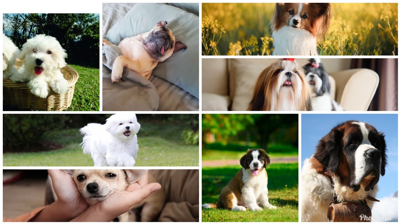 8 Best Dog Breeds For Pisces Zodiac Signs - YouTube