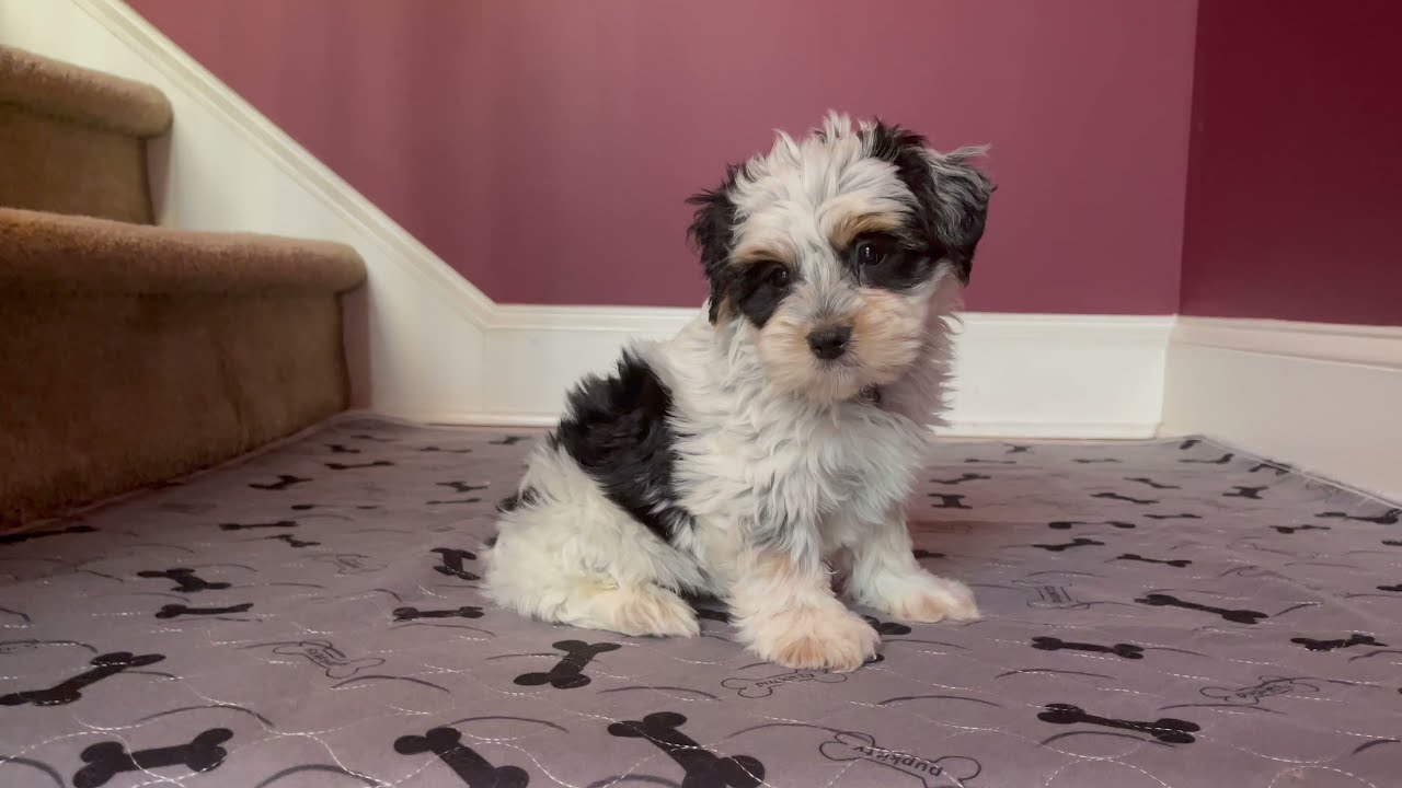 Yorkie Party Color Male Cuteness!! Ready Now !! 4-sale Marietta, GA ...