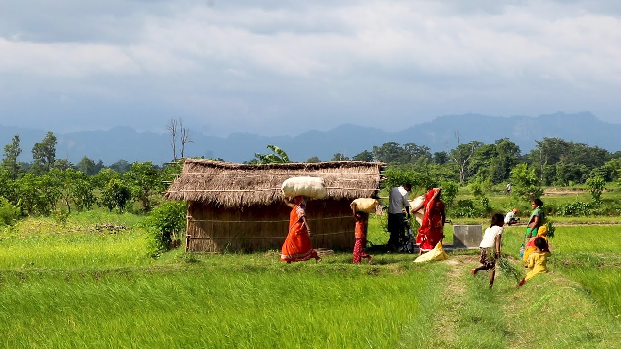 Wonderful Farming Life Of Nepali Village Farmers || Countryside ...