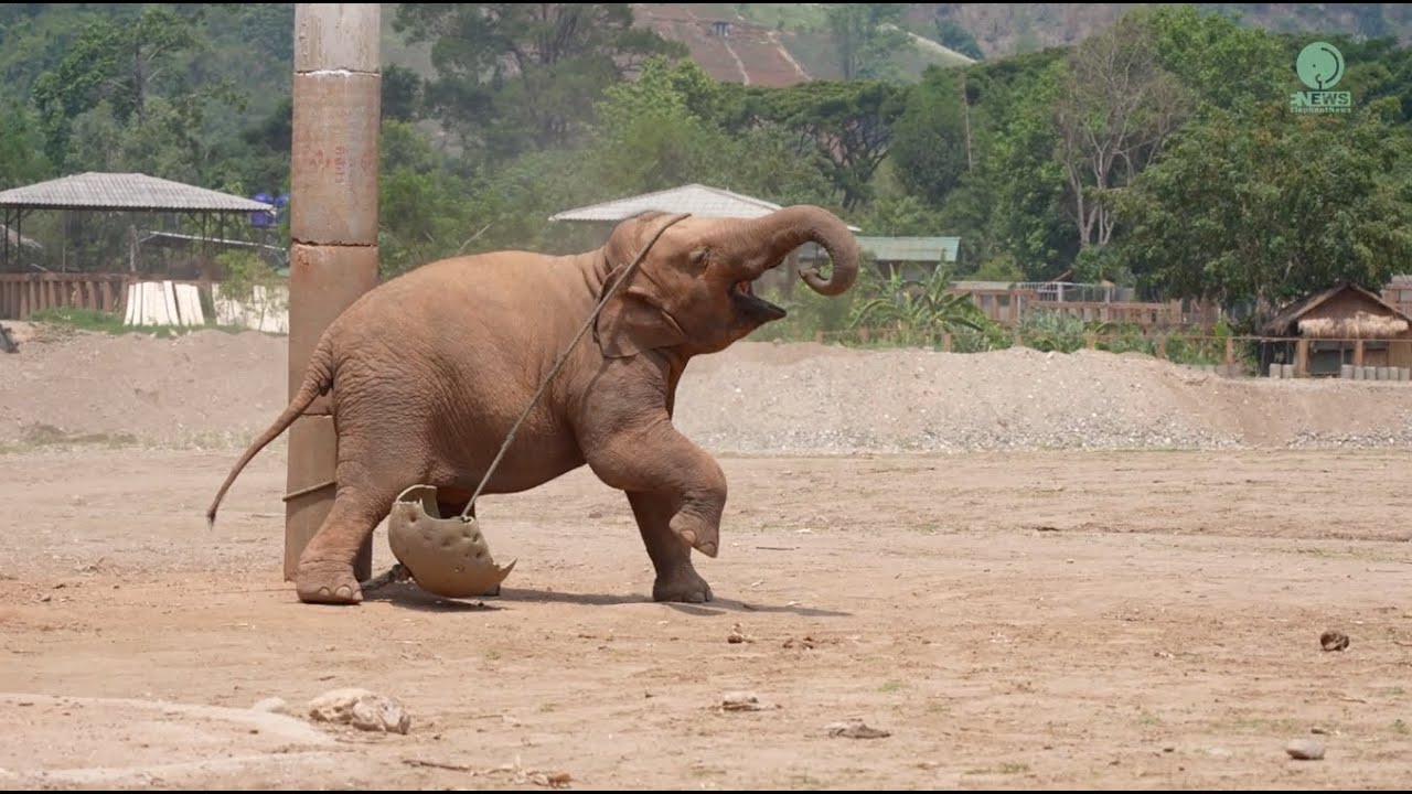 How A Naughty Elephant Encounter With A Crack Ball Led To A Happy ...