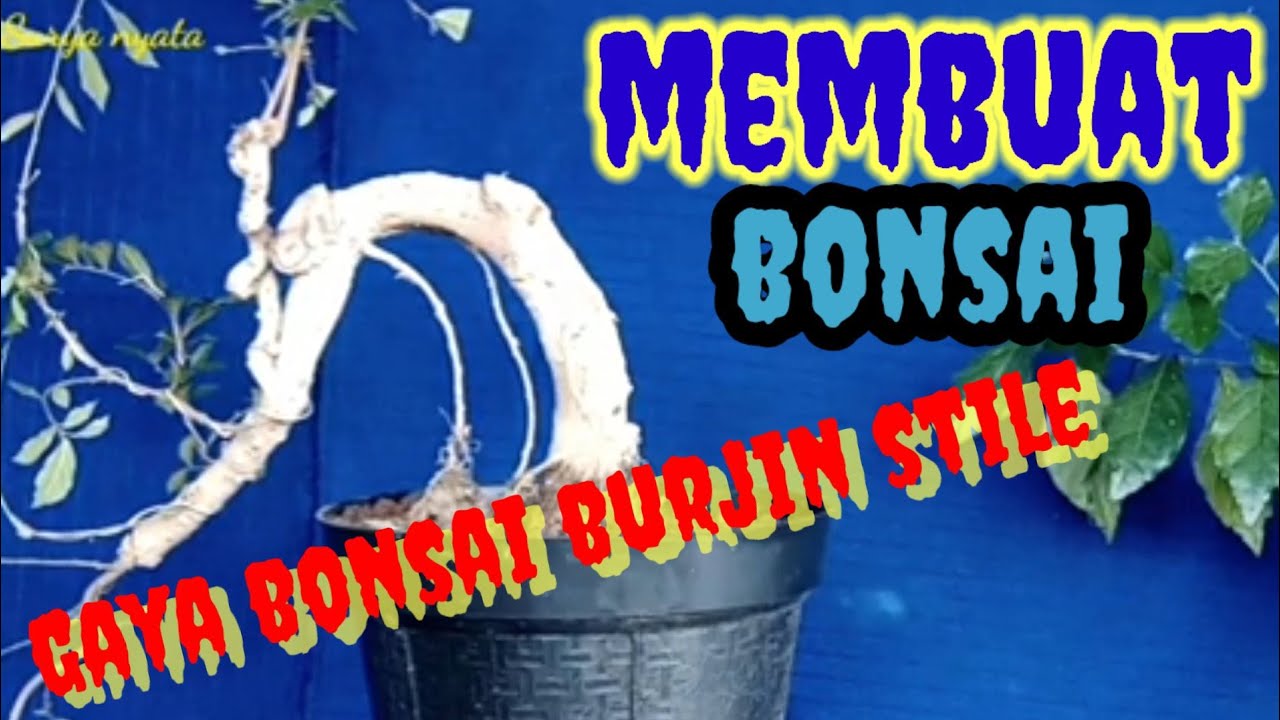 membuat gaya bonsai bujin stile - YouTube
