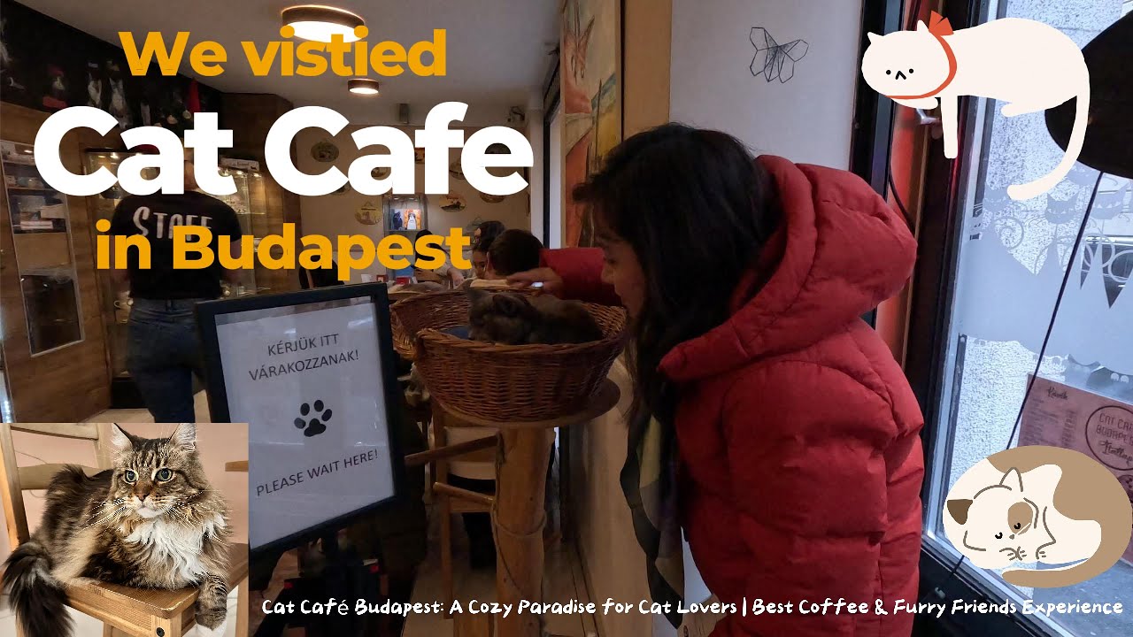 Cat Cafe Budapest A Cozy Paradise for Cat Lovers Best Coffee & Furry ...