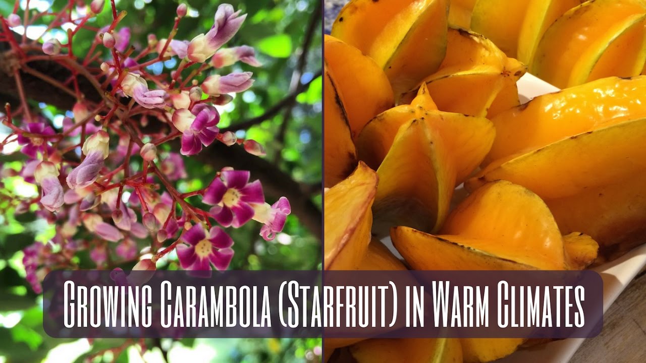 2000LBS OF FRUIT PER YEAR on a 4 Year Old Tree! Growing STARFRUIT ...