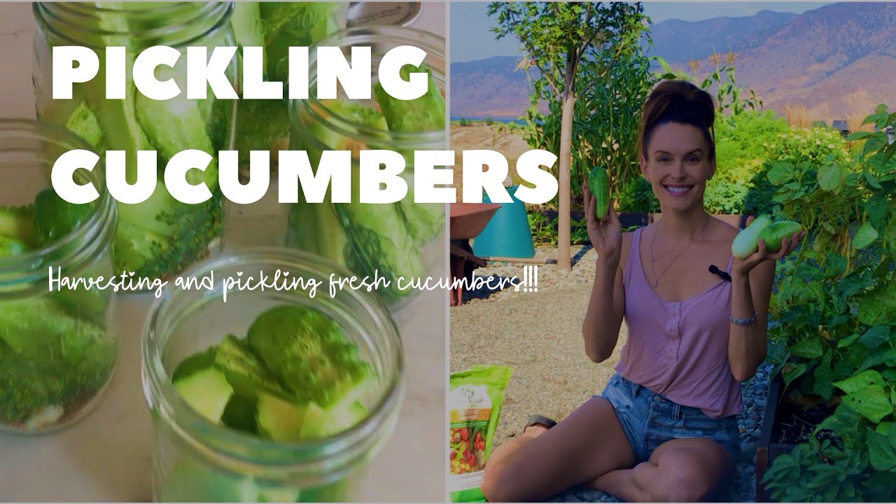 From Garden to Jar: How to Grow, Harvest, and Pickle Cucumbers Like a ...