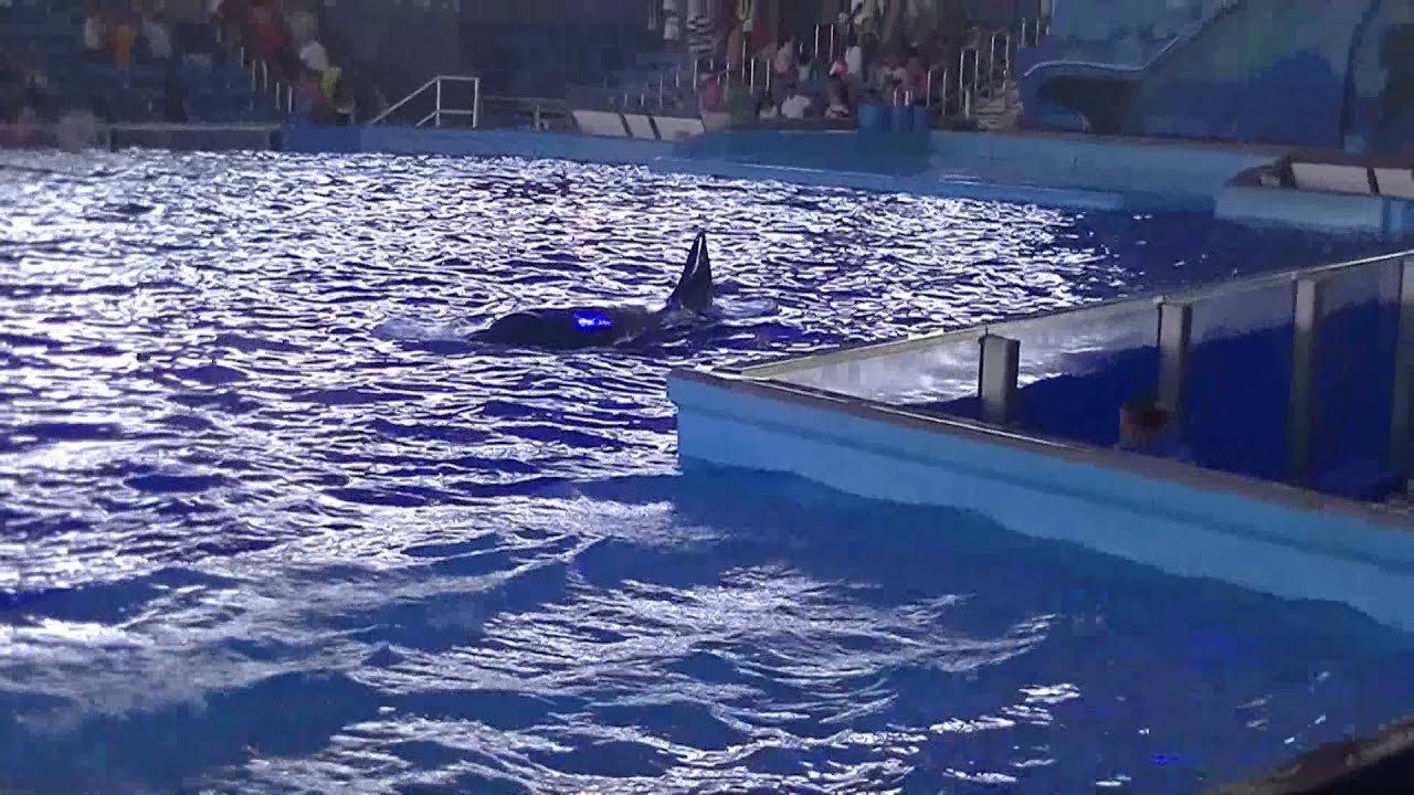 Unna's Eye - July 26 2015 - SeaWorld San Antonio - YouTube