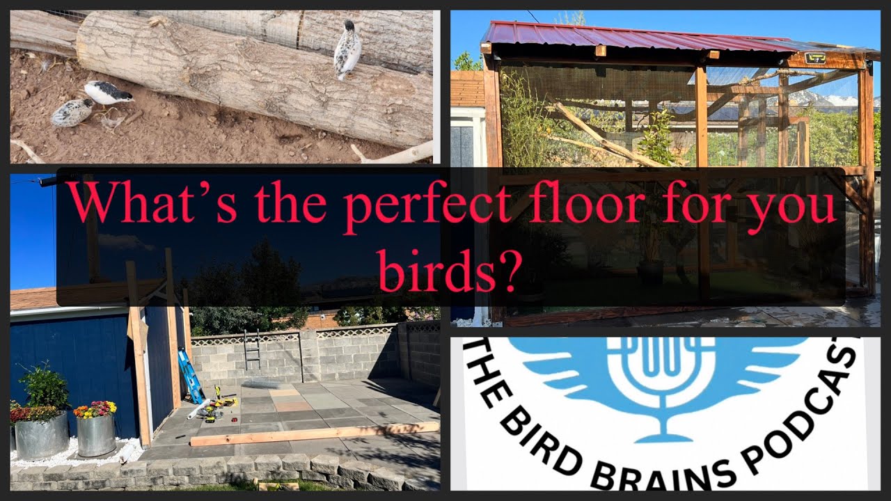 What's the best substrate to use for my birds? Bird Brains Podcast ...