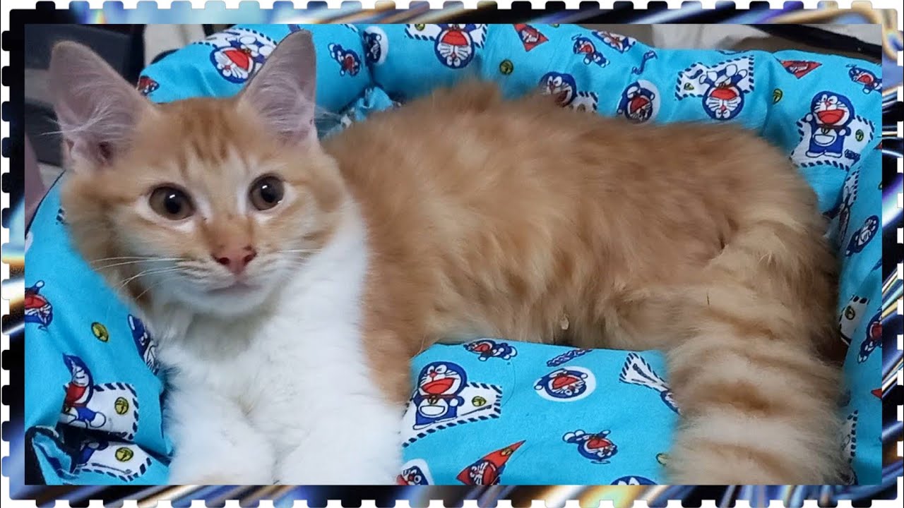 @cc.cutecats CUTE KITTENS : Relaxing Time for The Kittens #cat #kitten ...