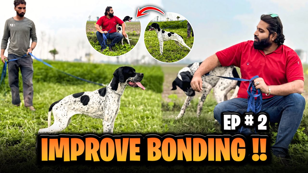 “Building Trust & Success: The Power of Bonding and Treats in Dog ...