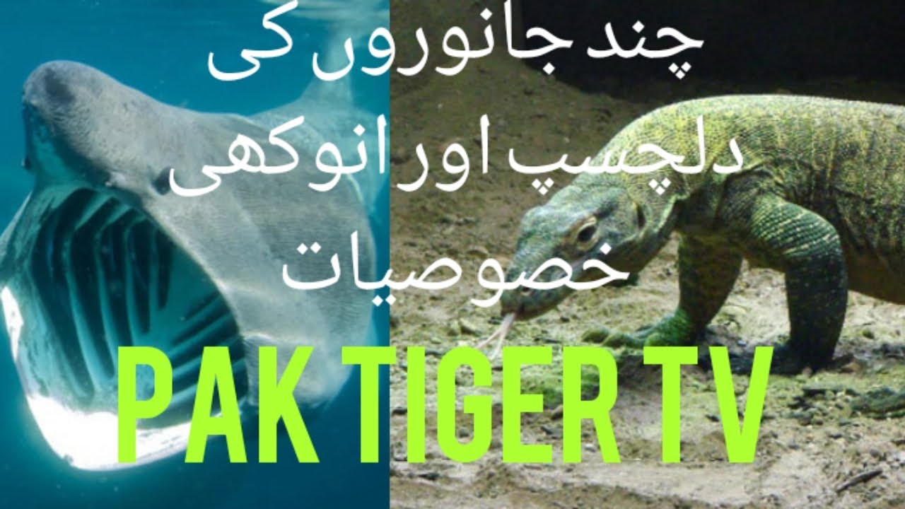 Interesting and unique information about some animals | pak tiger tv ...