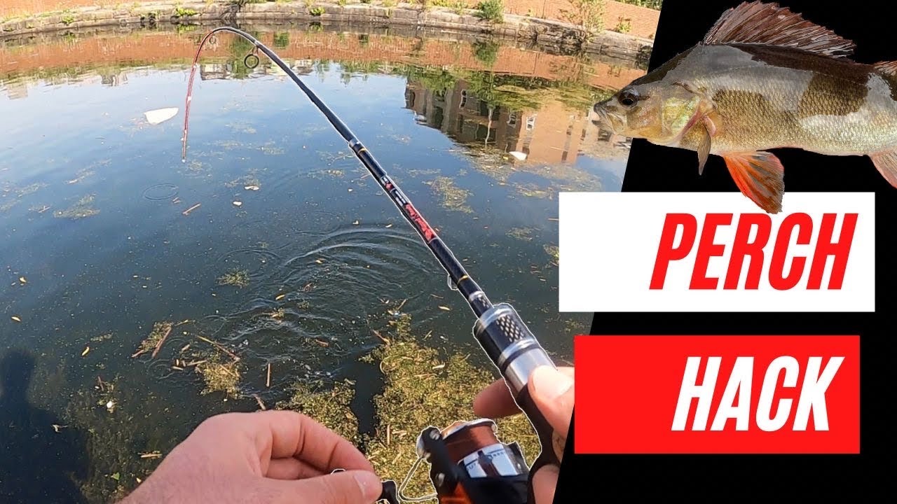How to catch Perch - The EASY way - YouTube