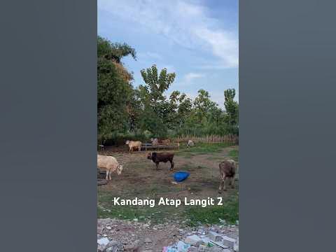 Kandang Atap Langit Semarang #cattle #cow #animal #farmanimal #simmental #farming #viral # ...