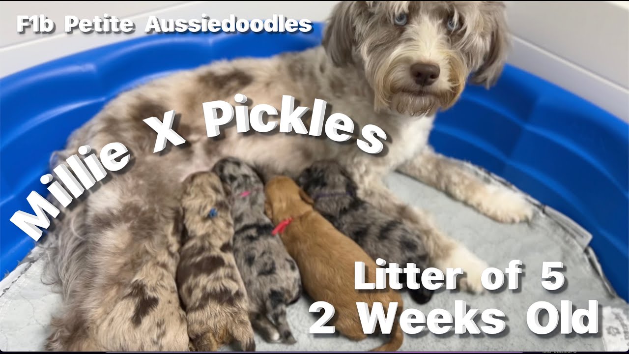 Millie X Pickles Puppies | 2 weeks old | Petite Aussiedoodles | All ...