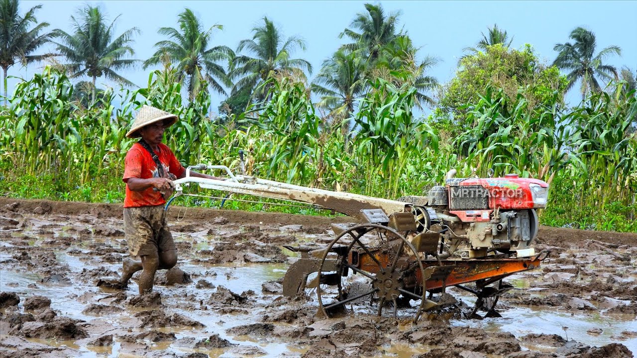 Walk Behind Tractors Ploughing Rice Fields - YouTube