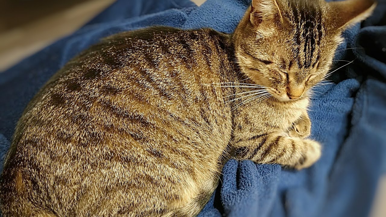 Kitty in Snooze Mode - YouTube