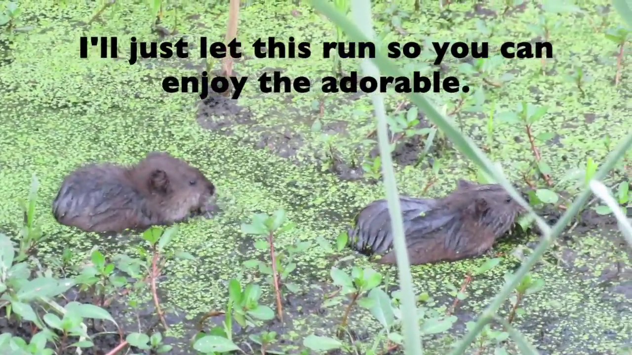Baby Muskrat