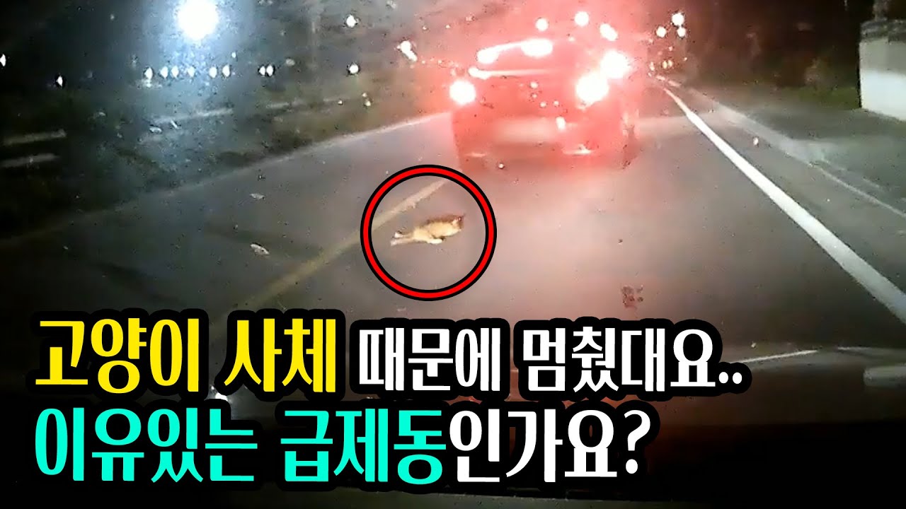 12838회 앞 차가 계속 브레이크 등이 꺼졌다 켜졌다 하다가 멈춰서 앞차를 추돌 앞차는 앞에 고양이가 있어 멈췄답니다