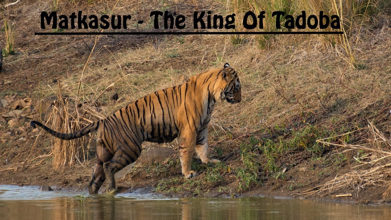 Matkasur Tiger | The King of Tadoba | Indian Wildlife Tadoba - YouTube