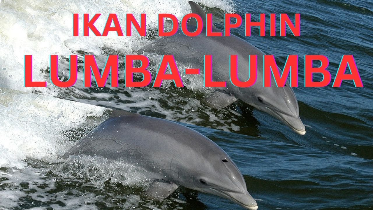 LUMBA-LUMBA | LAGU RELAKSASI | IKAN DOLPHIN | RELAXING | LAGU RELAKSASI ...