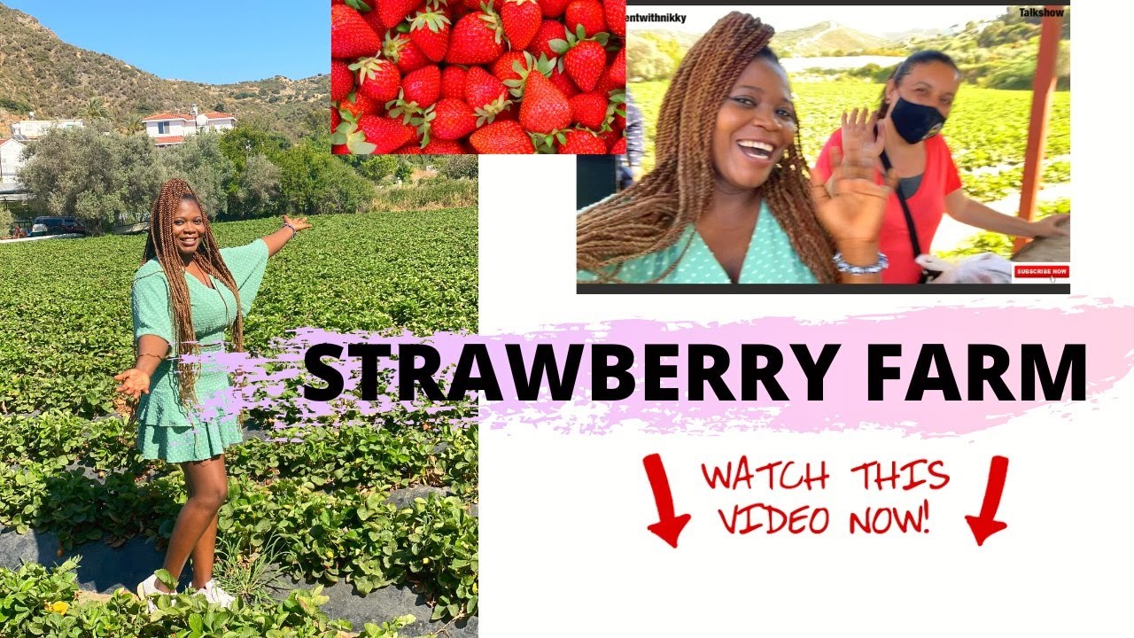 Strawberry Farm in North Cyprus!| Exploring the Juicy Delights of the ...