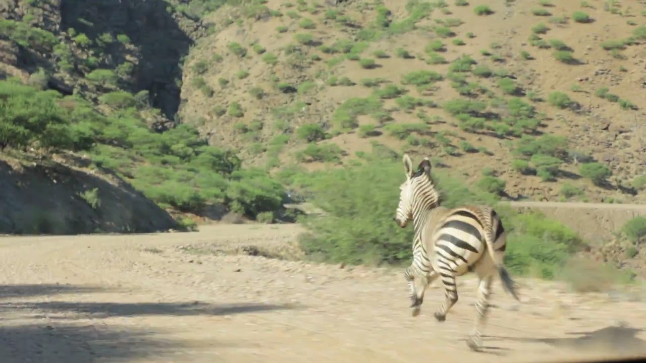 Zebra run - YouTube