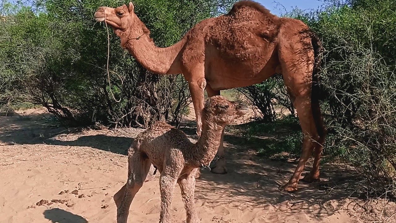 one day ago camel baby birth beautiful camel baby || one day ago camel ...