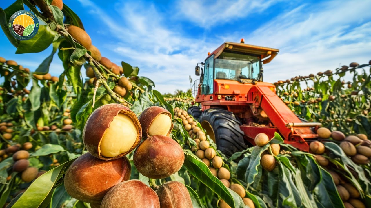 How Farmers Harvest Macadamia Nuts: Modern Macadamia Harvesting and ...