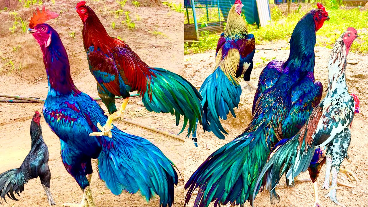 top 15+ colourful aseel in the world - YouTube