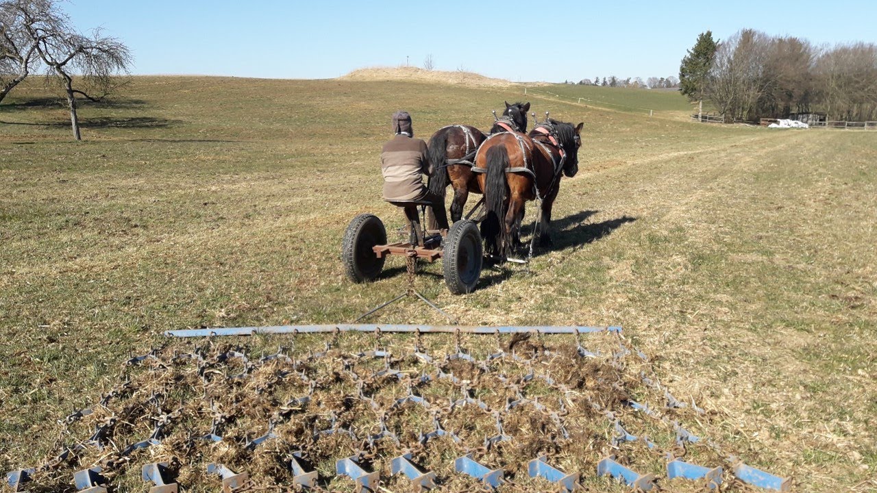 Frühjahrsarbeiten auf dem Grünland | Wiesen striegeln mit Pferden - YouTube