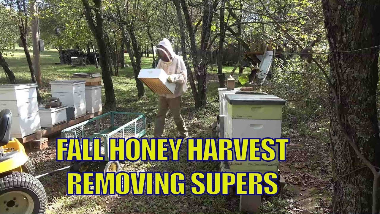 Beekeeping: Fall Honey Harvest 2018 1 of 2: Beekeeping - YouTube