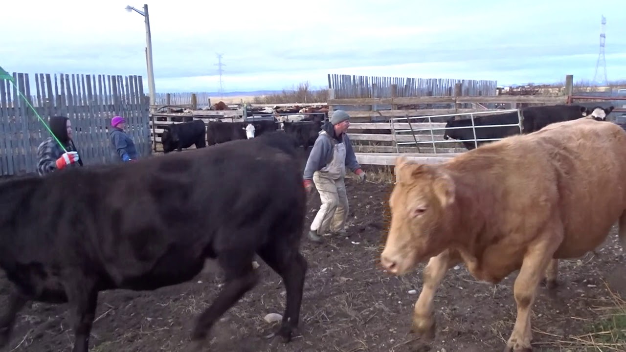 Sorting cattle - YouTube