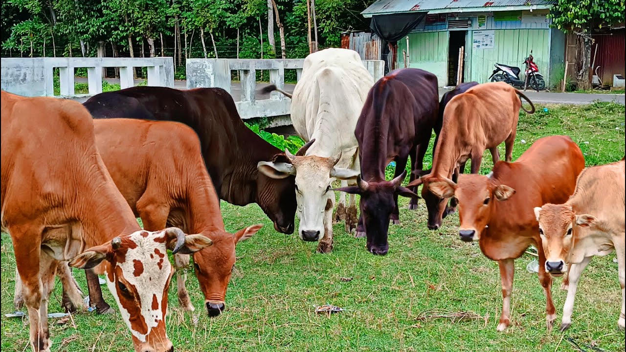 The sound of male and female cows and the sound of calves - YouTube