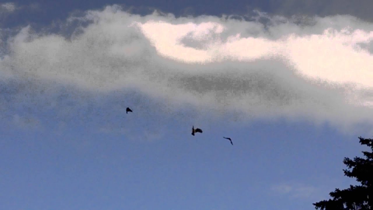 Crows attack a hawk - YouTube