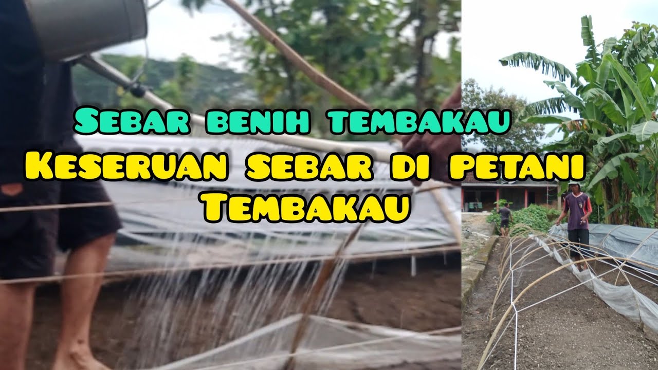 Proses sebar benih tembakau#tembakau#palingpalinglewat - YouTube