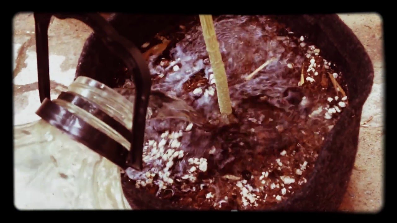 Lavado de raices - YouTube