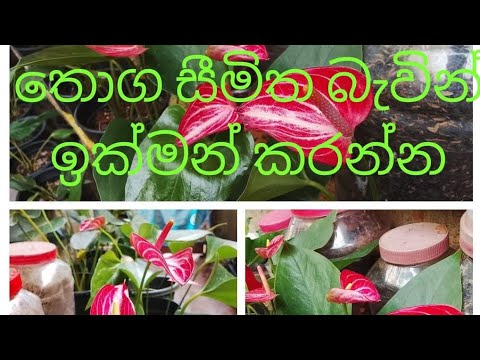 346 ලිවියම් රෙඩ් #anthurium for sale sir lanka#plan for sale#anthurium #pormpt xp kuriyar #garden