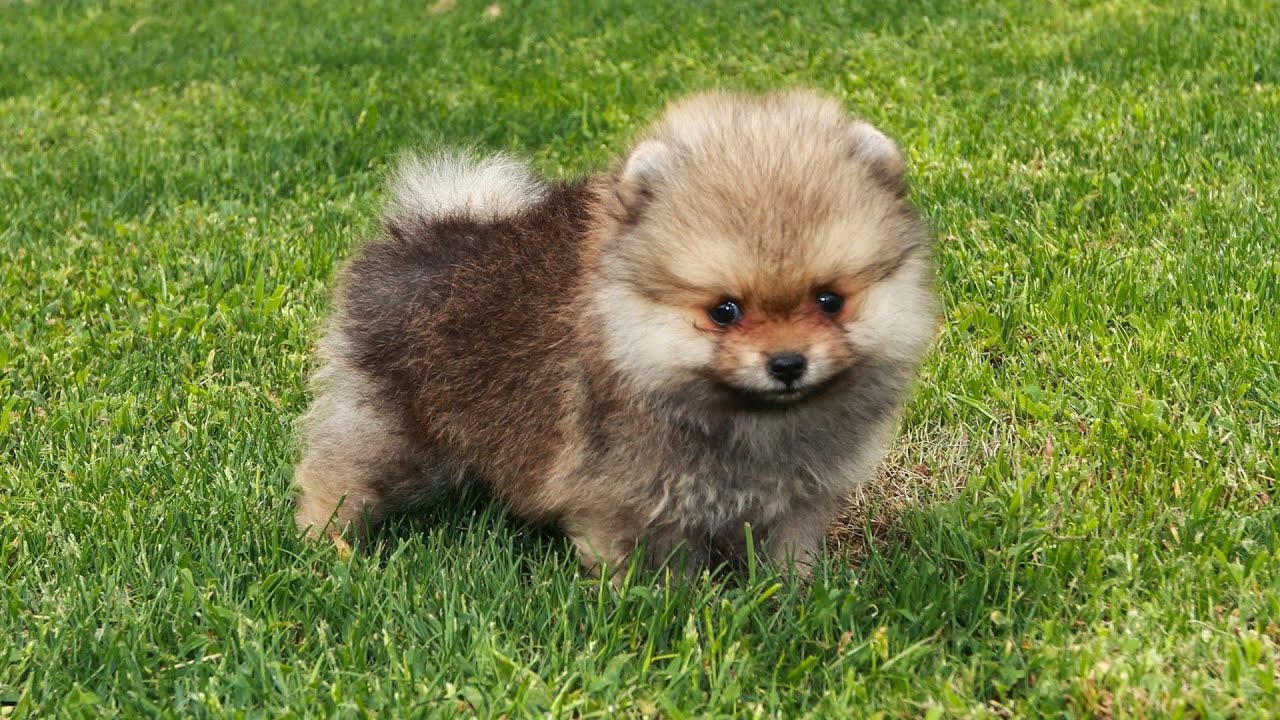 Pomeranian Exercise Ideas Keeping Your Pom Active and Happy - YouTube