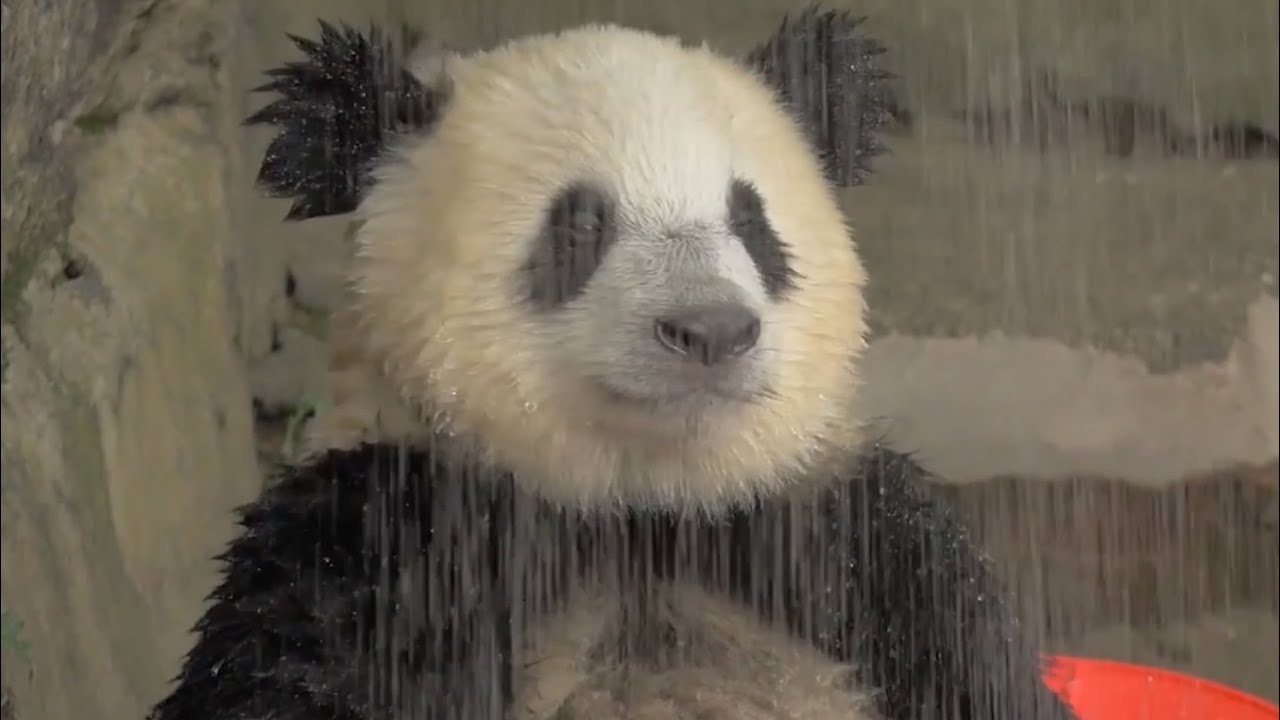 Click to view funny giant panda video! ｜BGM:Better Days ｜funny panda ...